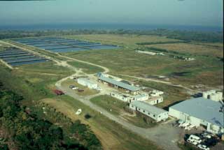 Hatchery Pins Hopes on Tiny Redfish